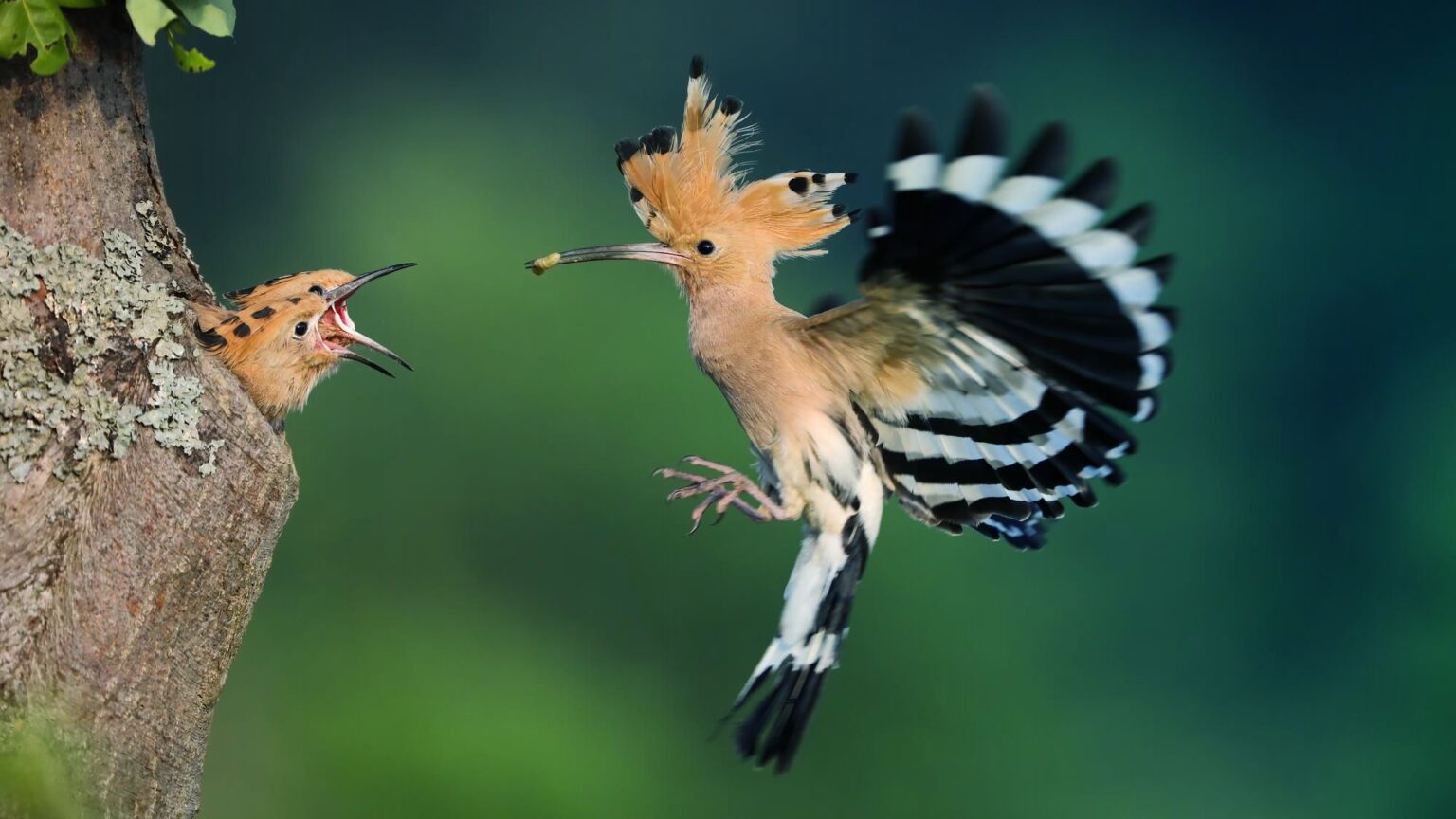 Definition of aperture in photography - Camera Wall