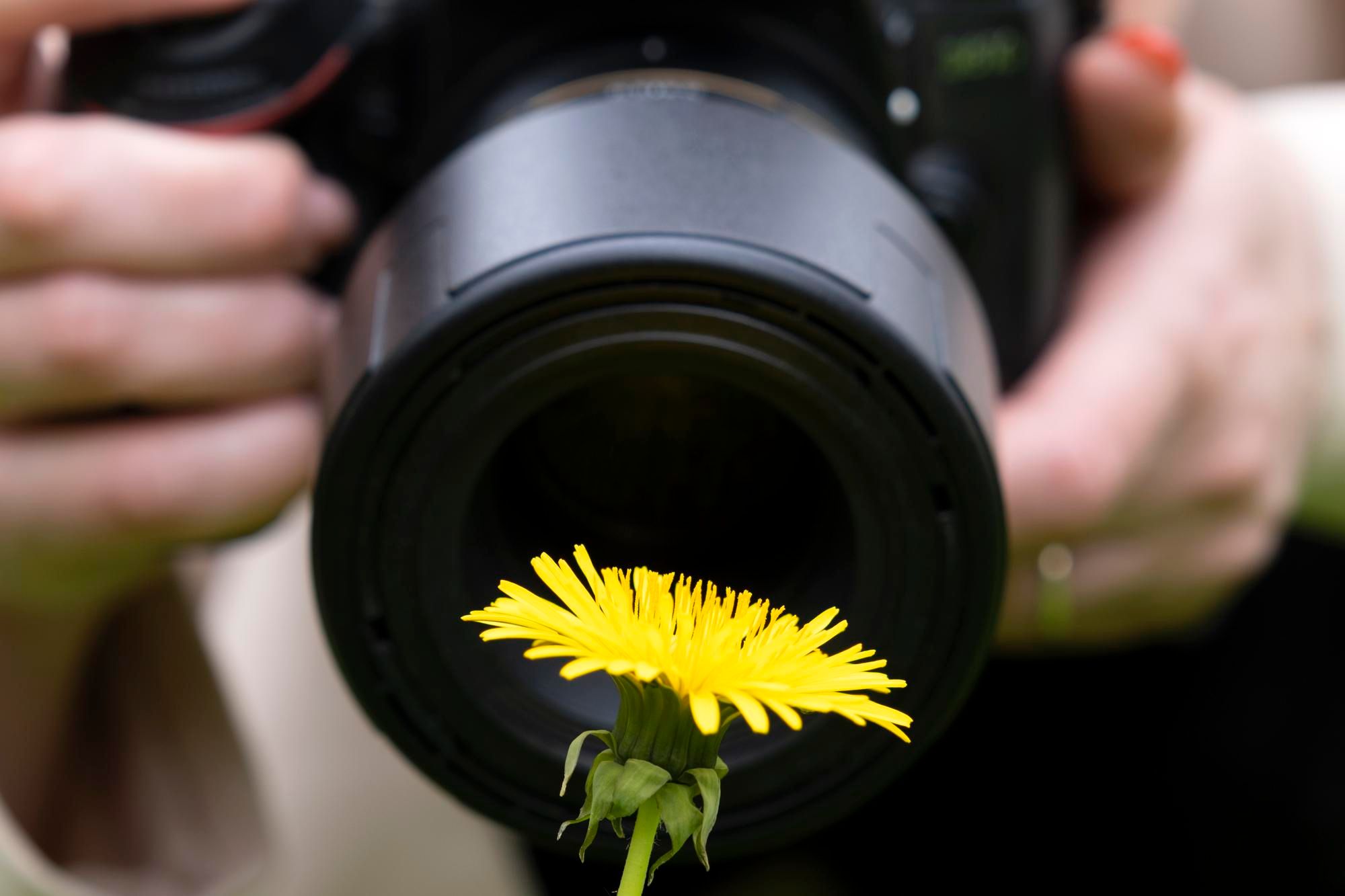 The Ultimate Guide to Choosing the Perfect Option for Macro Photography ...
